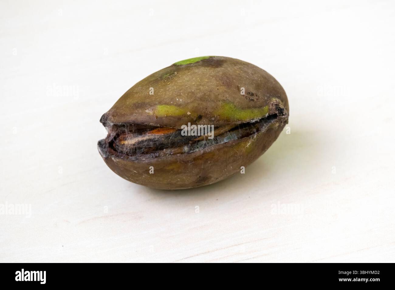 Rotten mango (Mangifera indica) on light wood, post-fall. Depicts food ...