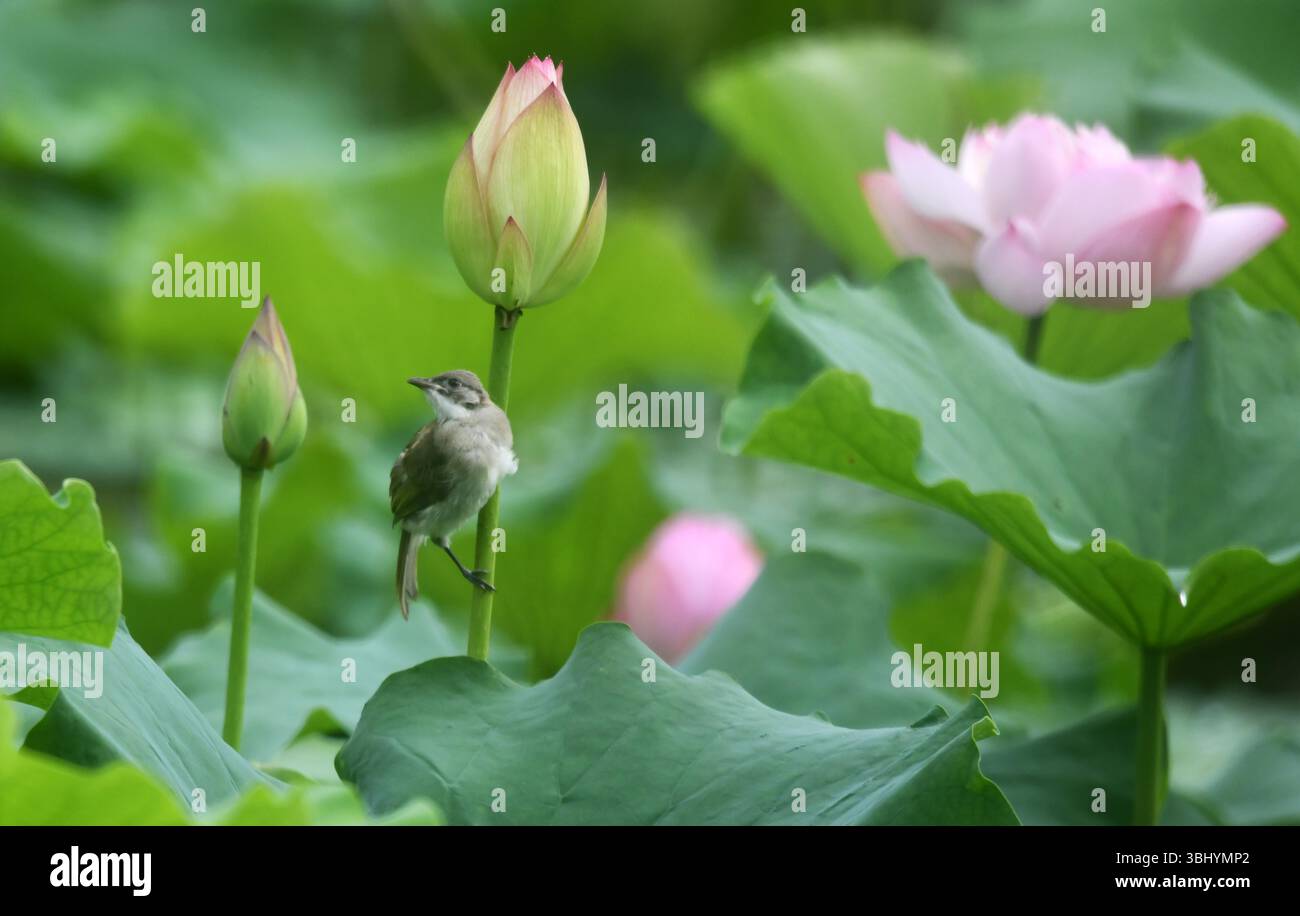 Lotus flowers bloom at a park in Lu'an City, east China's Anhui ...