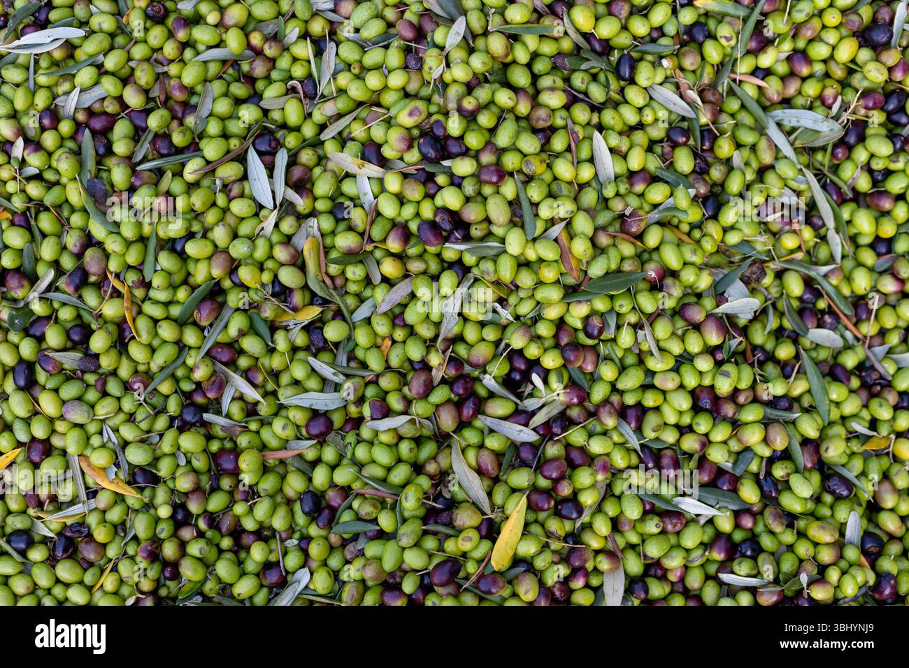 Detail of mature olives, with different shades of color, before being ...