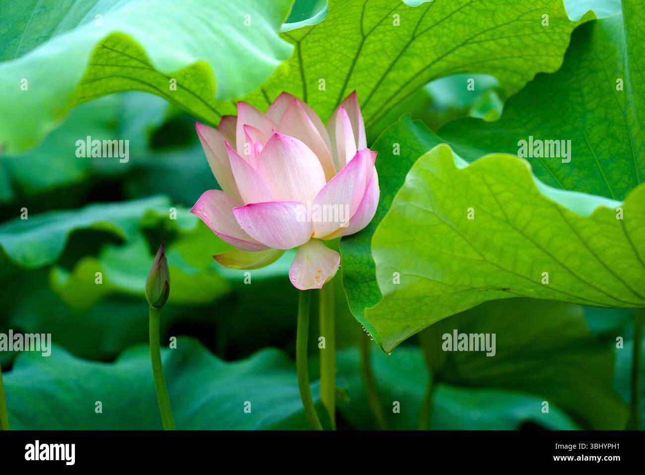 Lotus flowers bloom in Quanzhou County, Guilin City, south China's ...