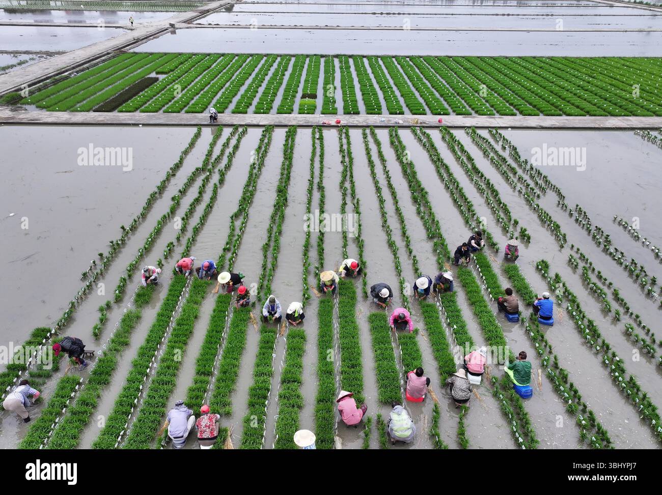 Aerial photo shows farmers working in the field in Yangzhou City, east ...