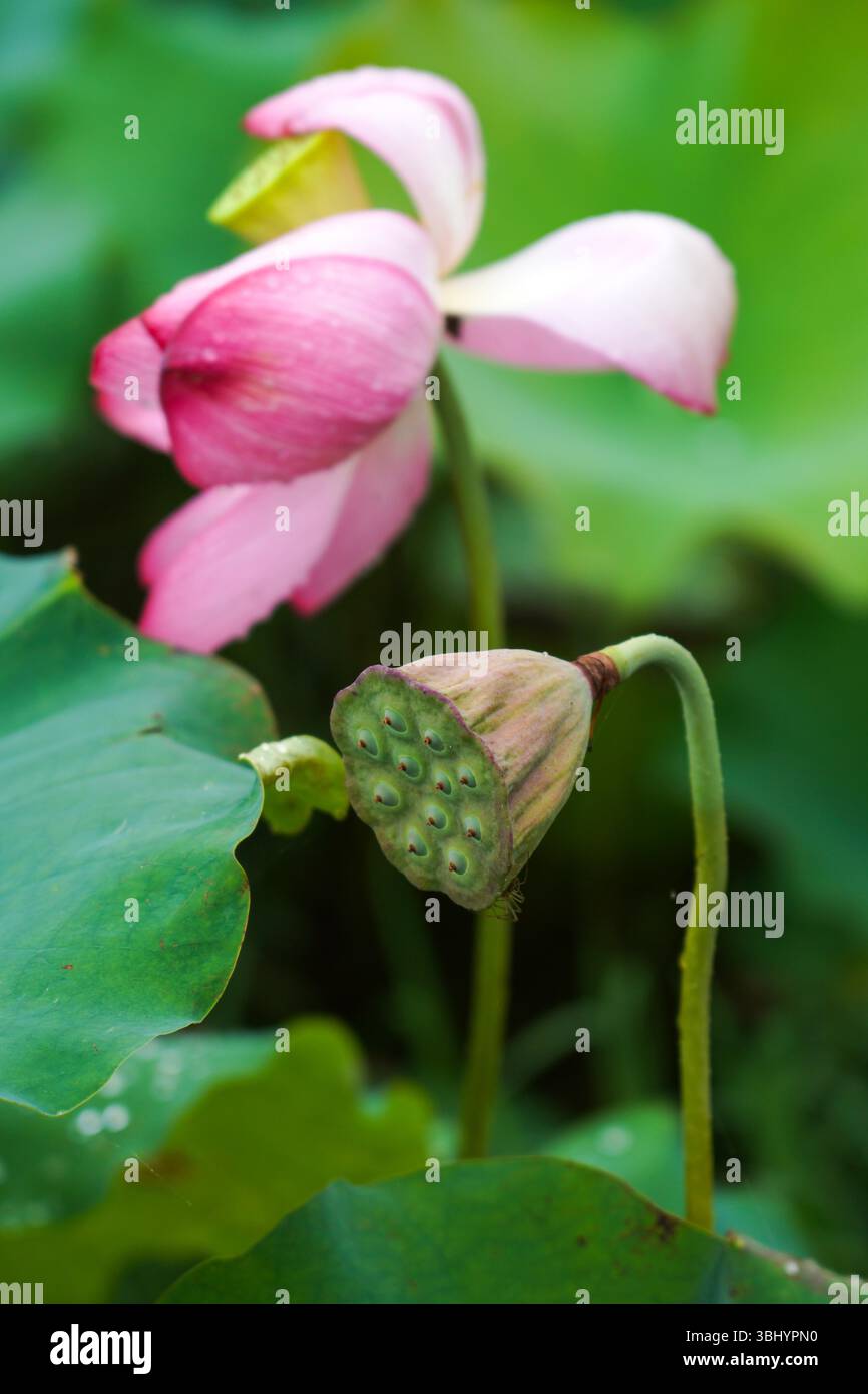 Lotus flowers bloom in Quanzhou County, Guilin City, south China's ...
