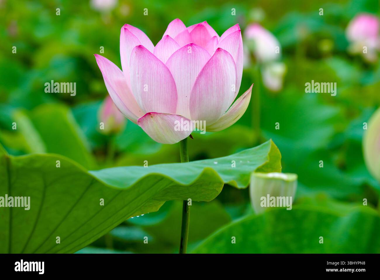 Lotus flowers bloom in Quanzhou County, Guilin City, south China's ...