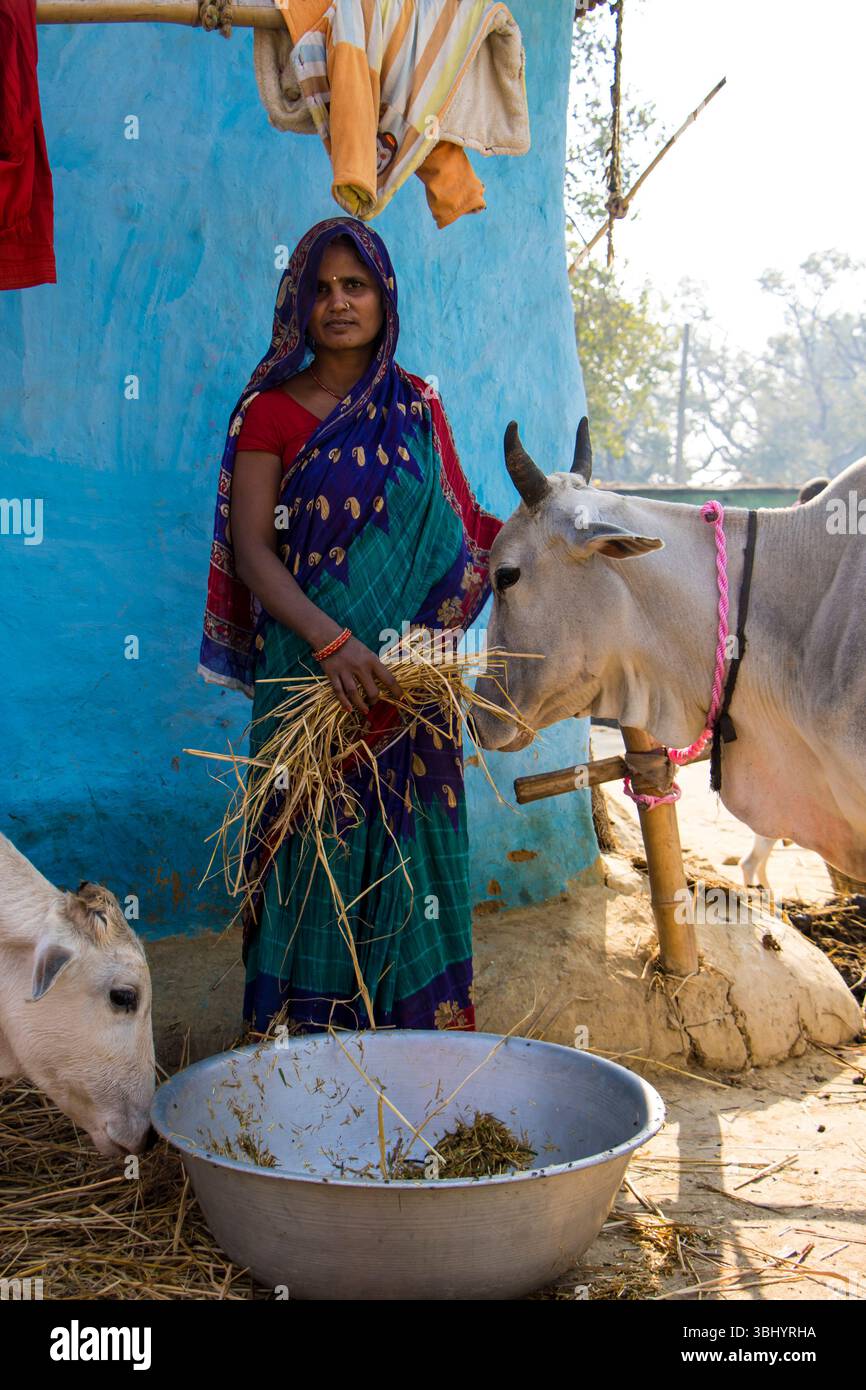 A Maithili woman of Kabirgamha Village feeding her cow. Loharpatti ...