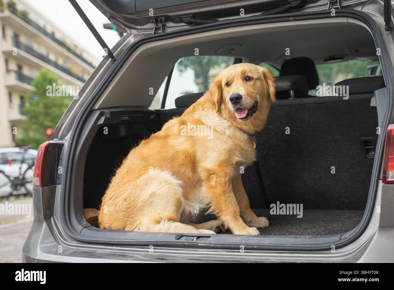 Golden Retriever dog in Car Trunk Stock Photo - Alamy