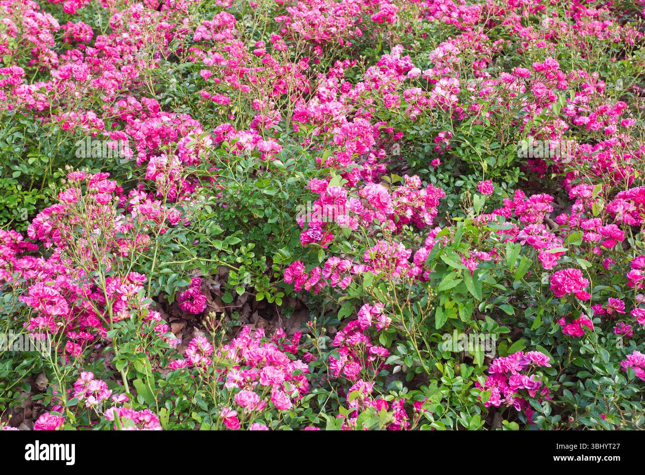 Beautiful scarlet rose blooms hi-res stock photography and images - Alamy