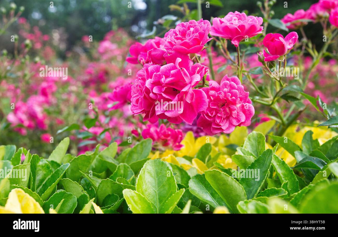 Roses, Crataegus laevigata, Paul's Scarlet. Spain Stock Photo - Alamy