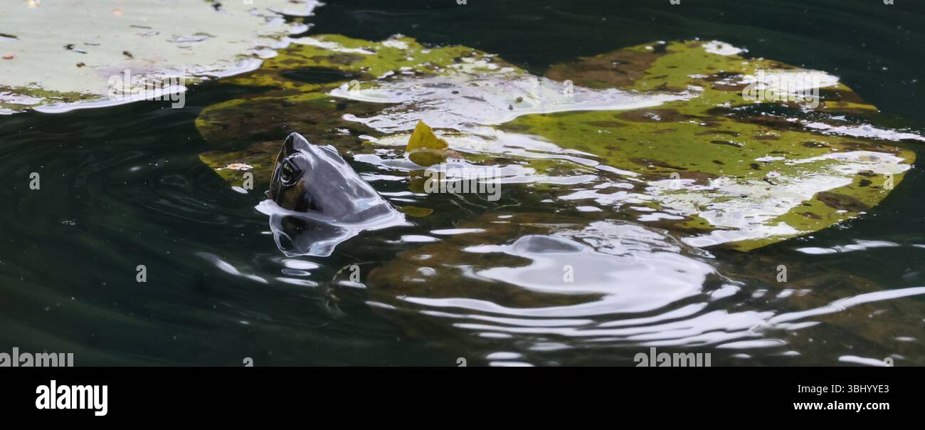 Harlod Hill, UK. 11th June, 2025. Turpin in water at Dagnam Park The ...