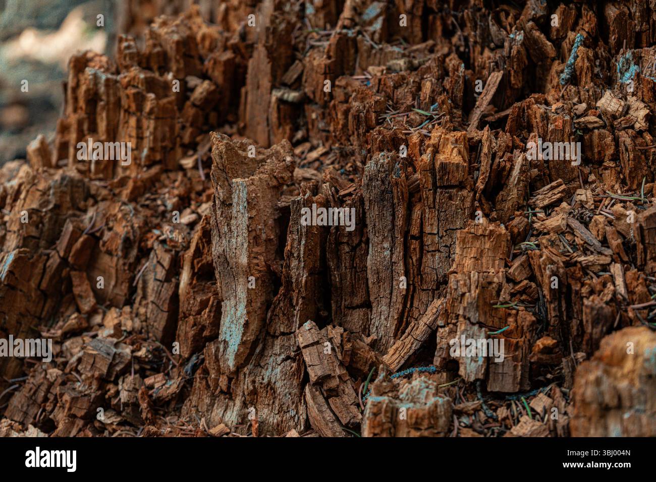 Decayed tree stump in hi-res stock photography and images - Alamy