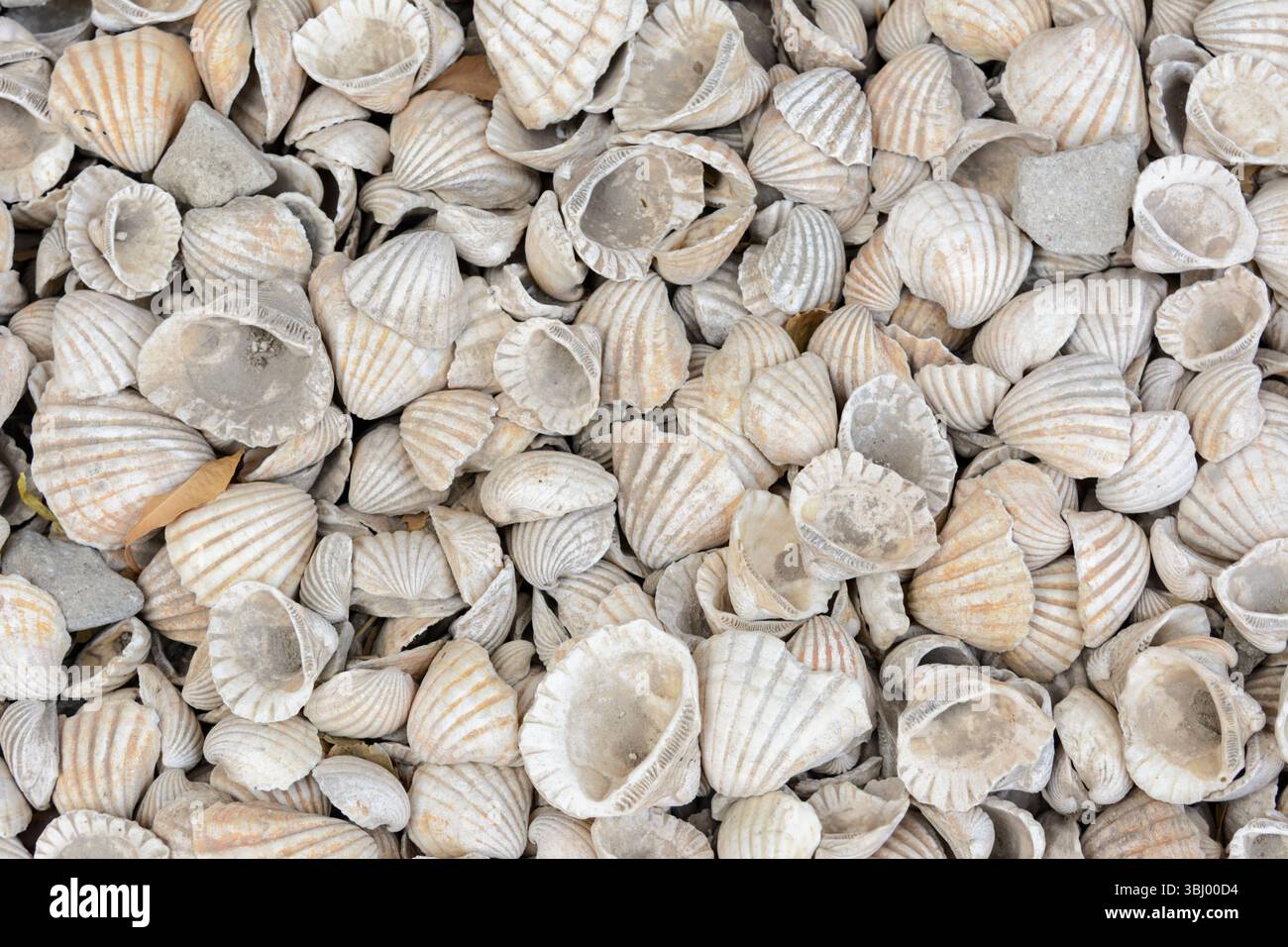 Shells africa hi-res stock photography and images - Alamy