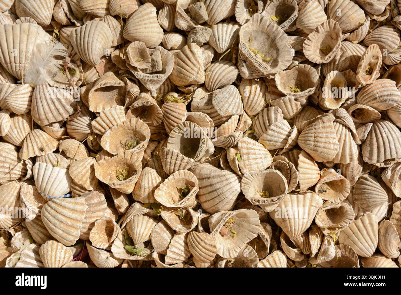 Shells africa hi-res stock photography and images - Alamy