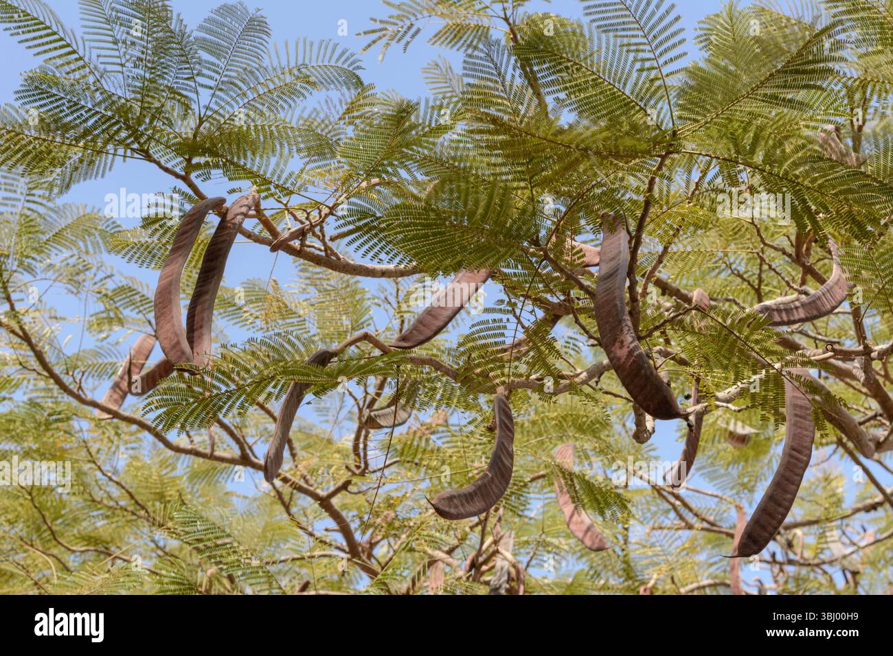 Long seed pods hanging on an Acacia tree in Senegal, West Africa Stock ...