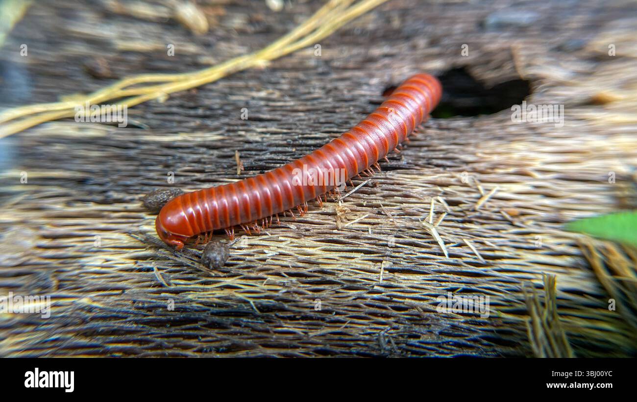 Centipede defense hi-res stock photography and images - Alamy