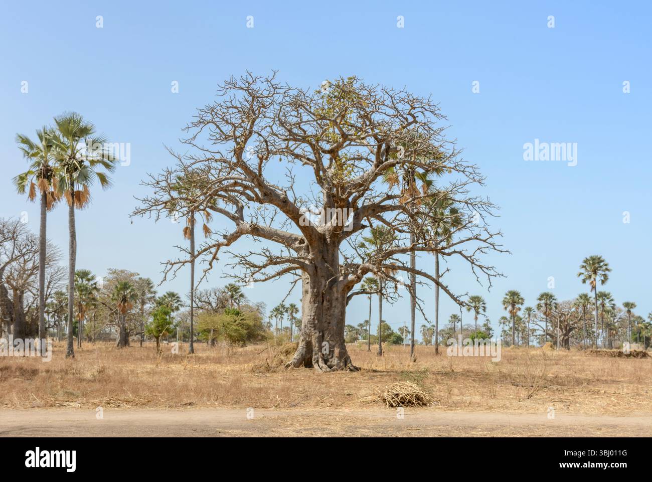 A baobab tree (Adansonia digitata), known as the "Tree of Life", stores ...