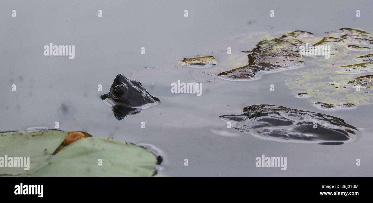 Harlod Hill, UK. 11th June, 2025. Turpin in water at Dagnam Park The ...