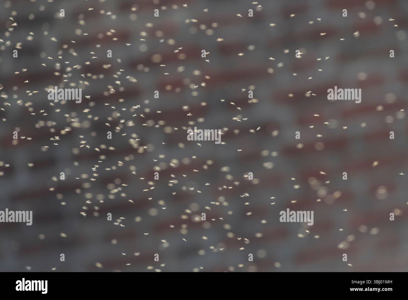 Flying mosquitoes hi-res stock photography and images - Alamy