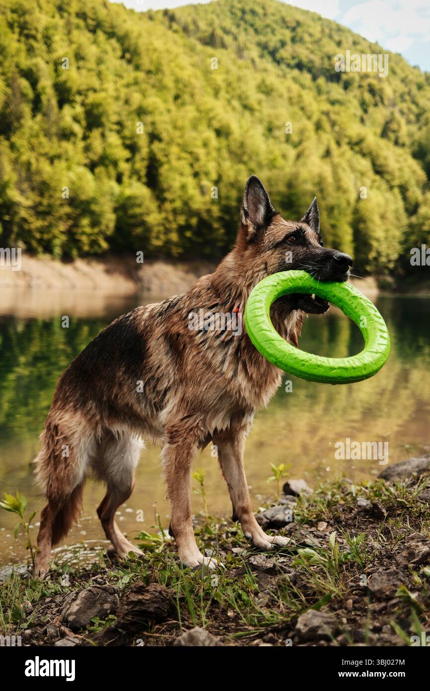 A wet German Shepherd holds a green ring toy in its mouth, standing ...
