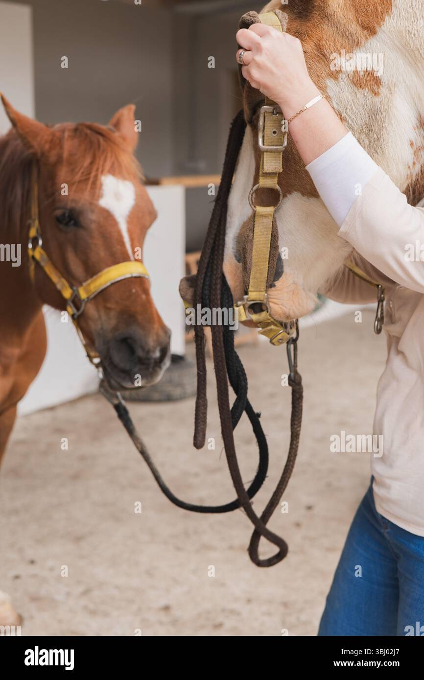 Woman gently petting horses hi-res stock photography and images - Alamy