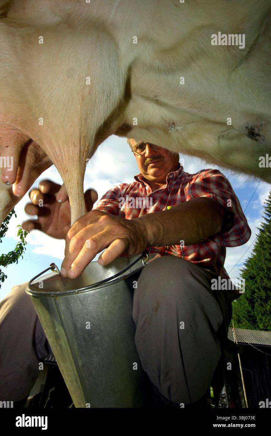 farmer with bucket hand milking a cow on a dairy farm hand milking ...