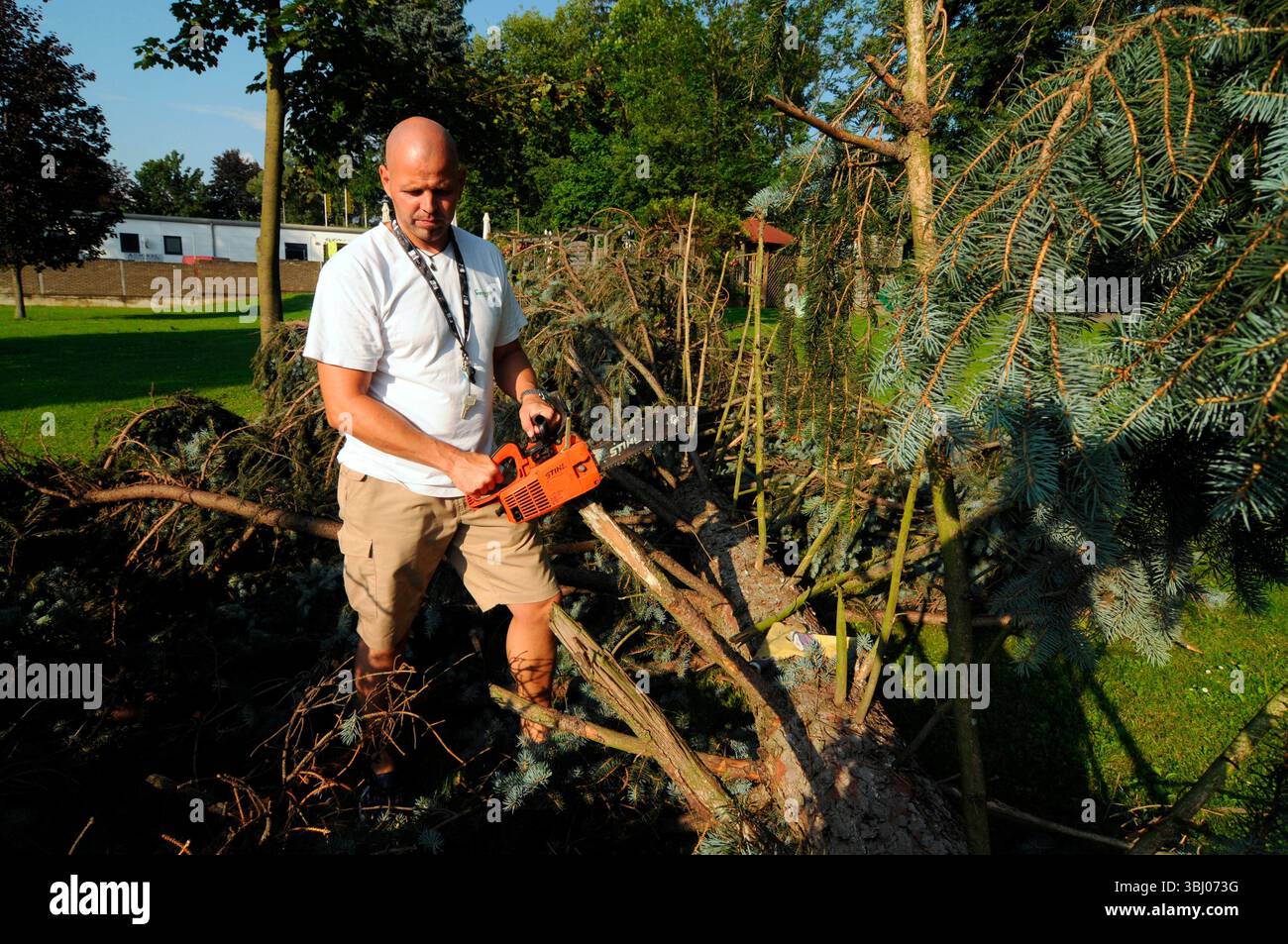 chainsaw for tree cut or tree pruning as part of tree care chainsaw for ...