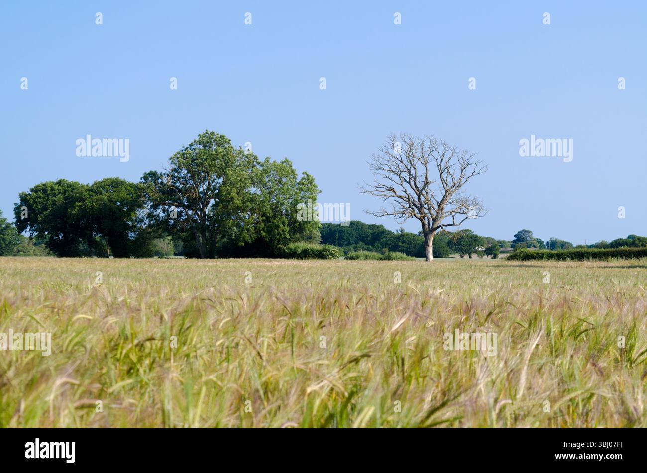 Dead crops farmer a hi-res stock photography and images - Alamy