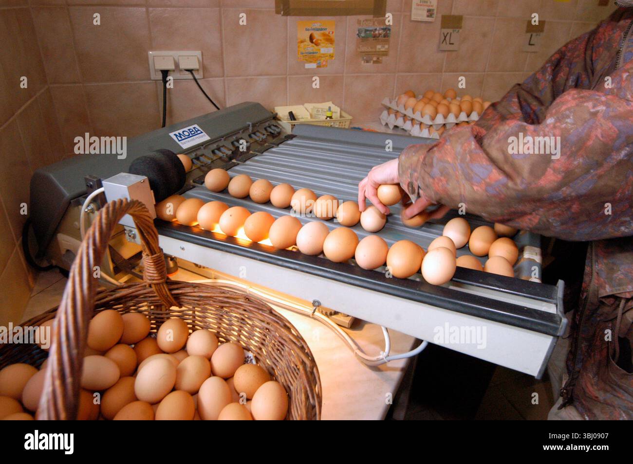 food control and inspection for eggs, quality assurance in food ...