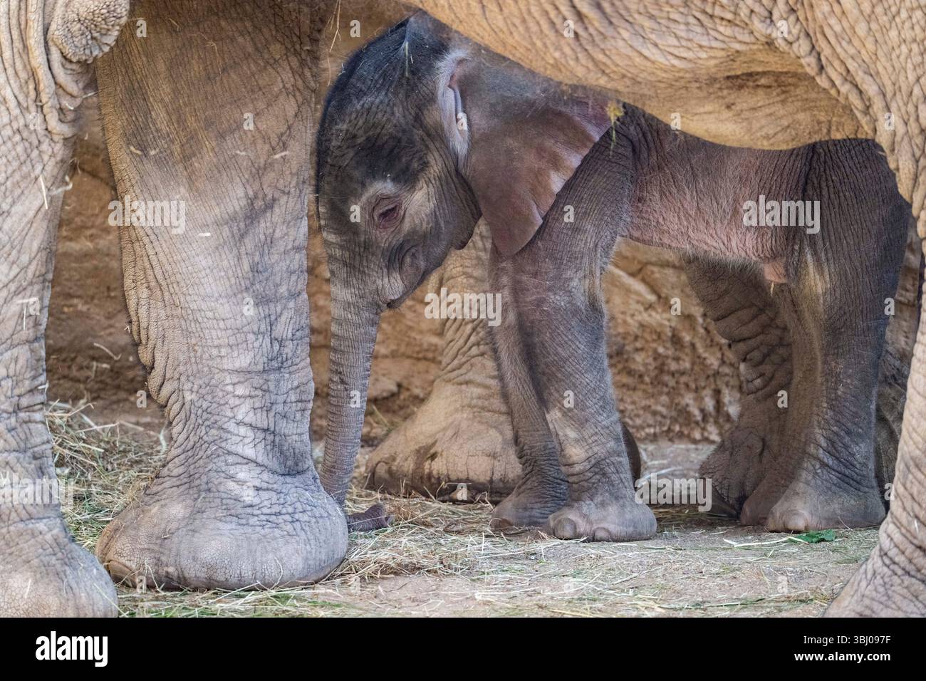 Kronberg, Germany. 12th June, 2025. Baby elephant "Kaja" stands between ...