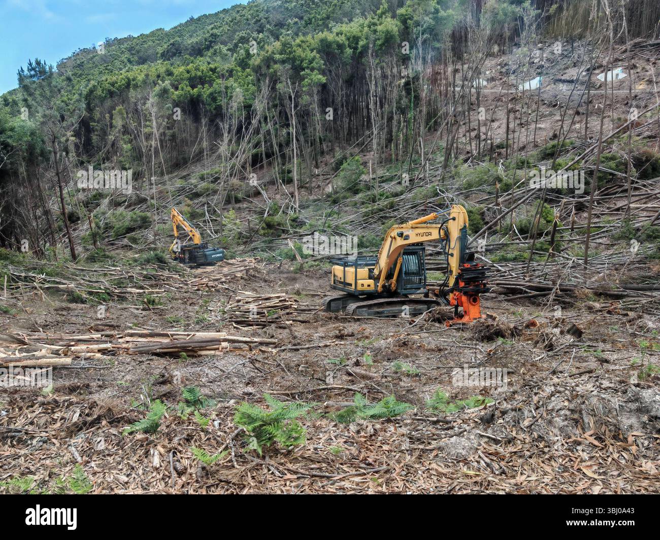 cleanup work after a storm, tree damage in the forest cleanup after ...