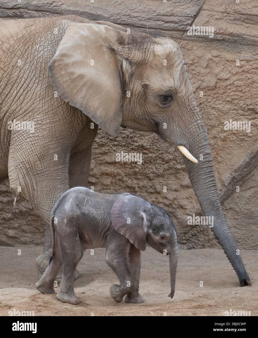 Kronberg, Germany. 12th June, 2025. Baby elephant "Kaja" walks next to ...