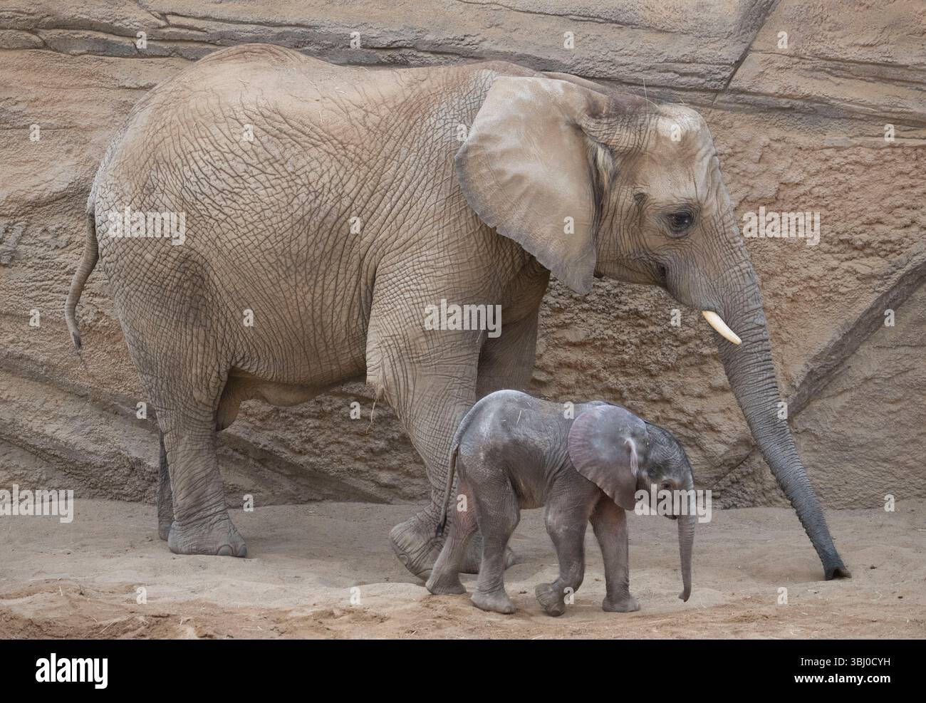 12 June 2025, Hesse, Kronberg: Baby elephant "Kaja" walks next to her ...