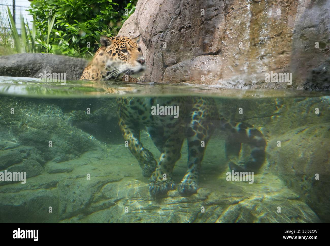 Kumal, a male Jaguar cools off from the hot weather with a swim in the ...