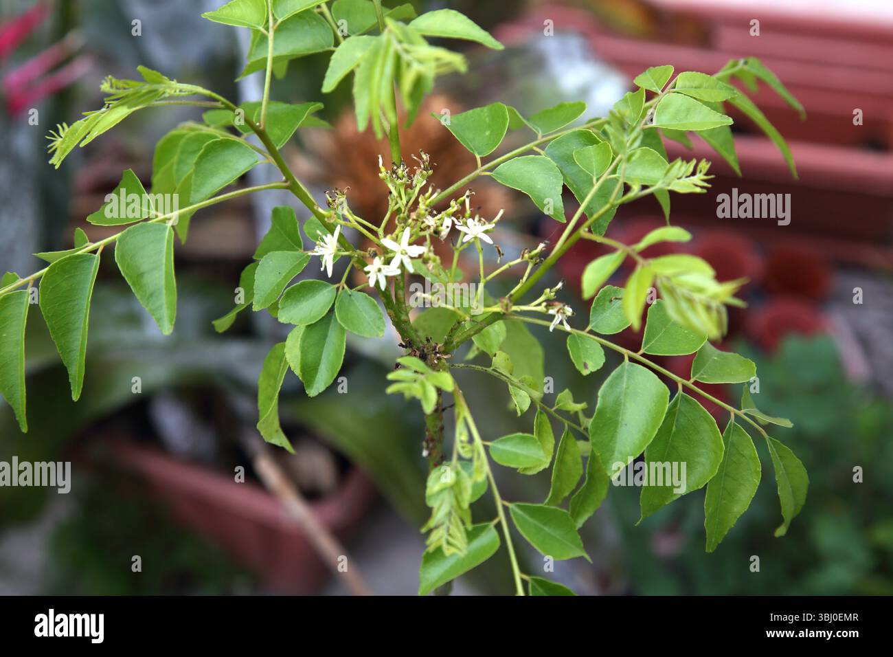 Curry tree (Bergera Koenigii) showing flowers leaves blossom Stock ...