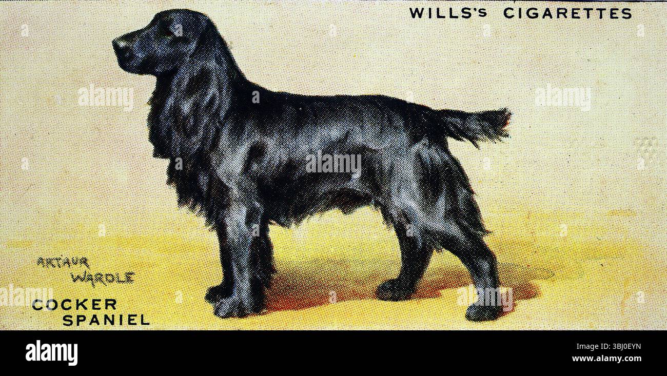 English cocker spaniel coat colors hi-res stock photography and images ...