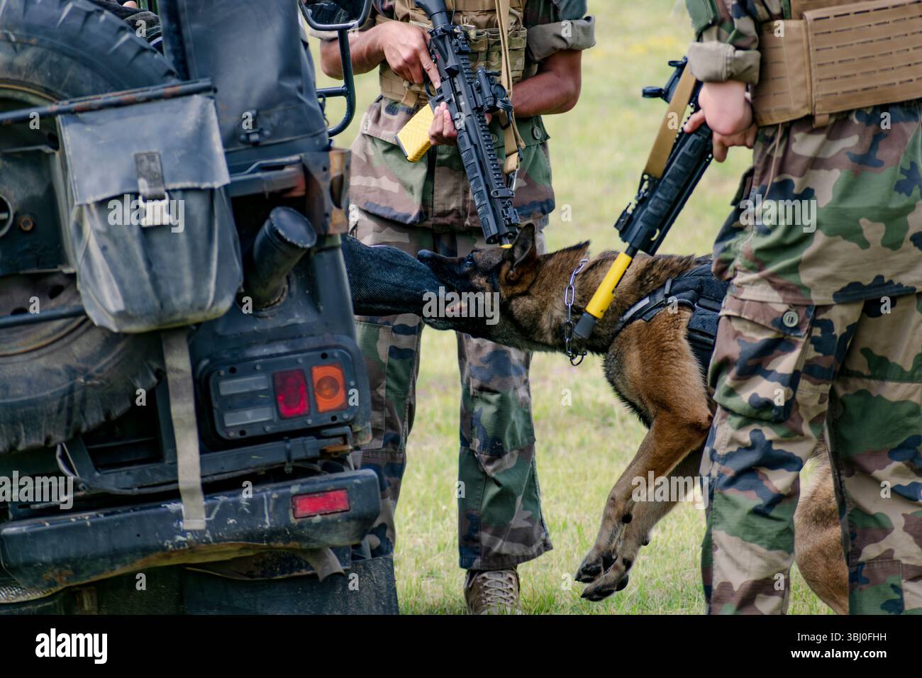 Military dog and military dog trainer, dog team Stock Photo - Alamy