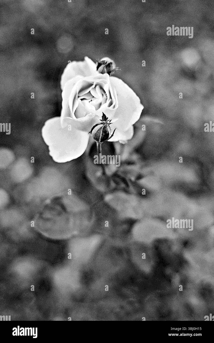 Rose bush garden Black and White Stock Photos & Images - Alamy