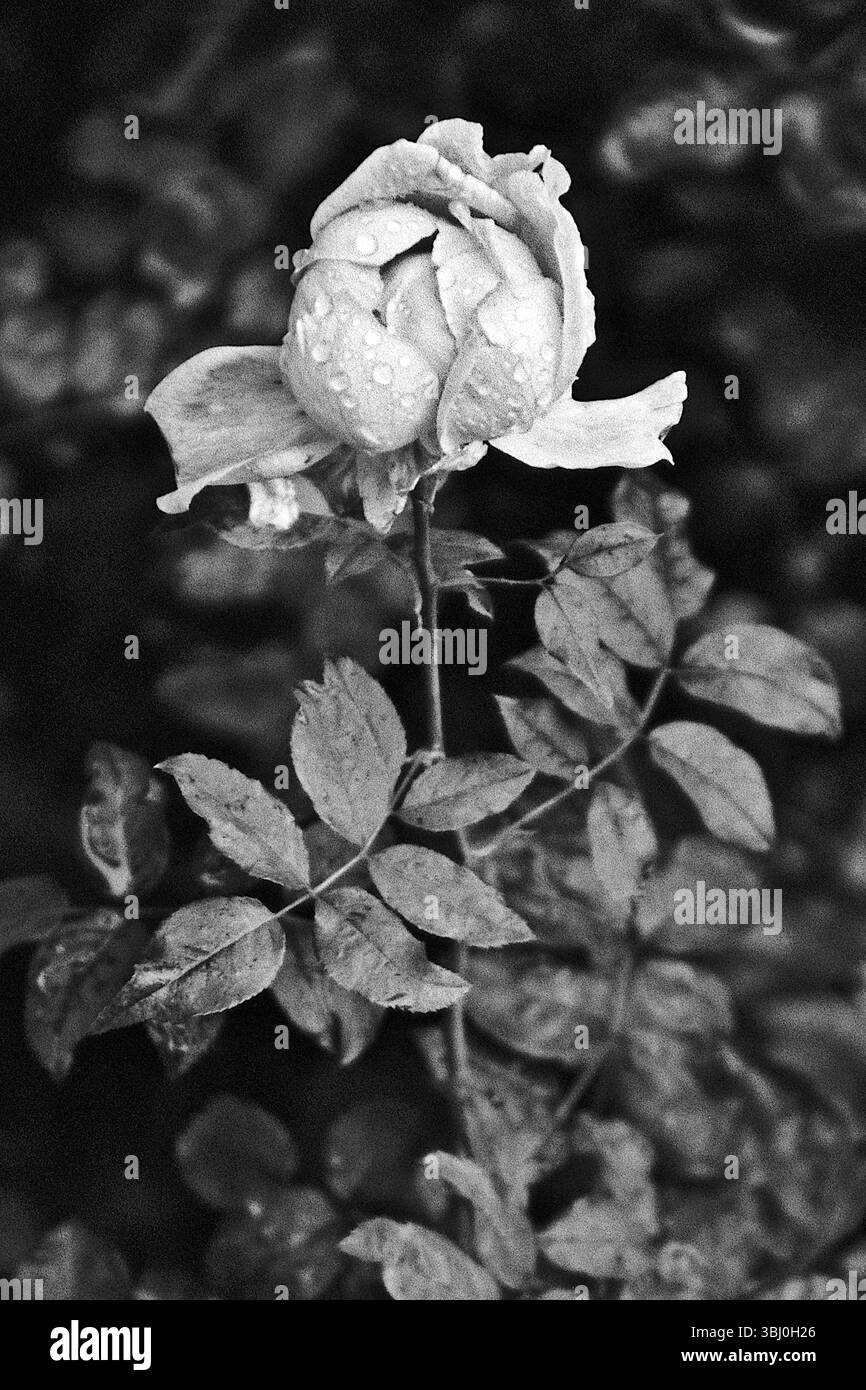 Rose bush garden Black and White Stock Photos & Images - Alamy