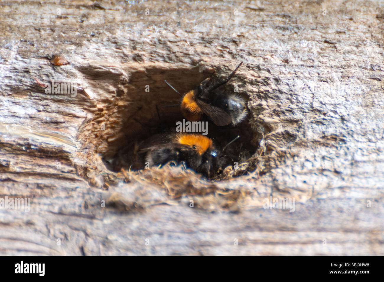 Tree bumblebee (Bombus hypnorum) nest in a garden bird box, with the ...