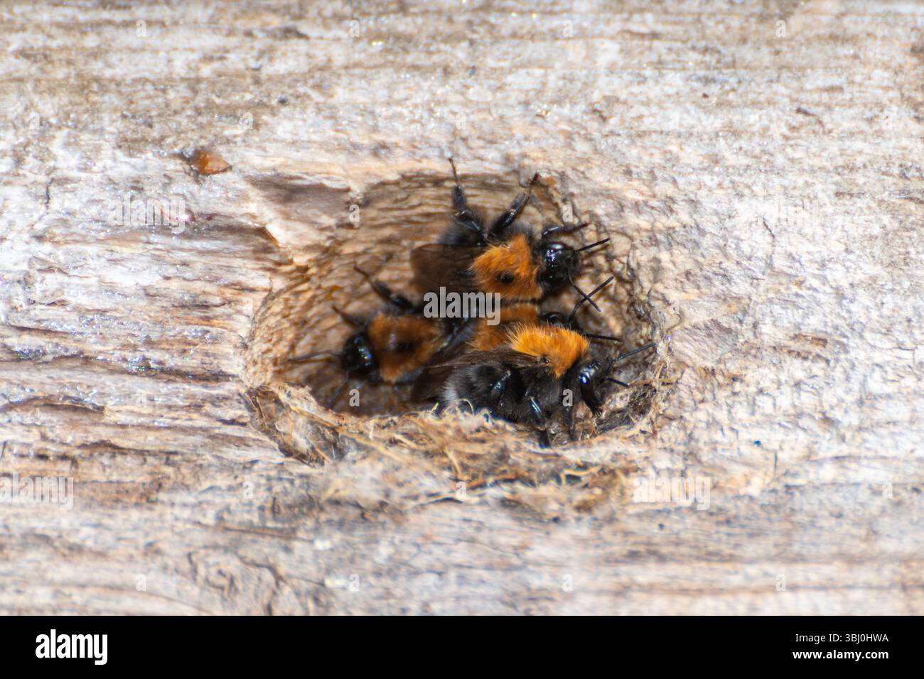 Tree bumblebee (Bombus hypnorum) nest in a garden bird box, with the ...