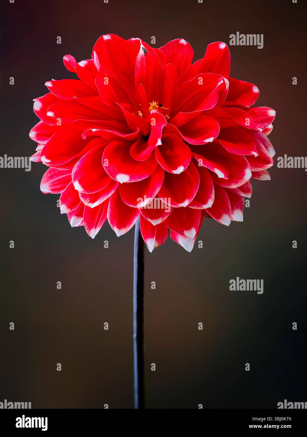 A beautiful red Pom Pom Dahlia flower, photographed against a dark ...