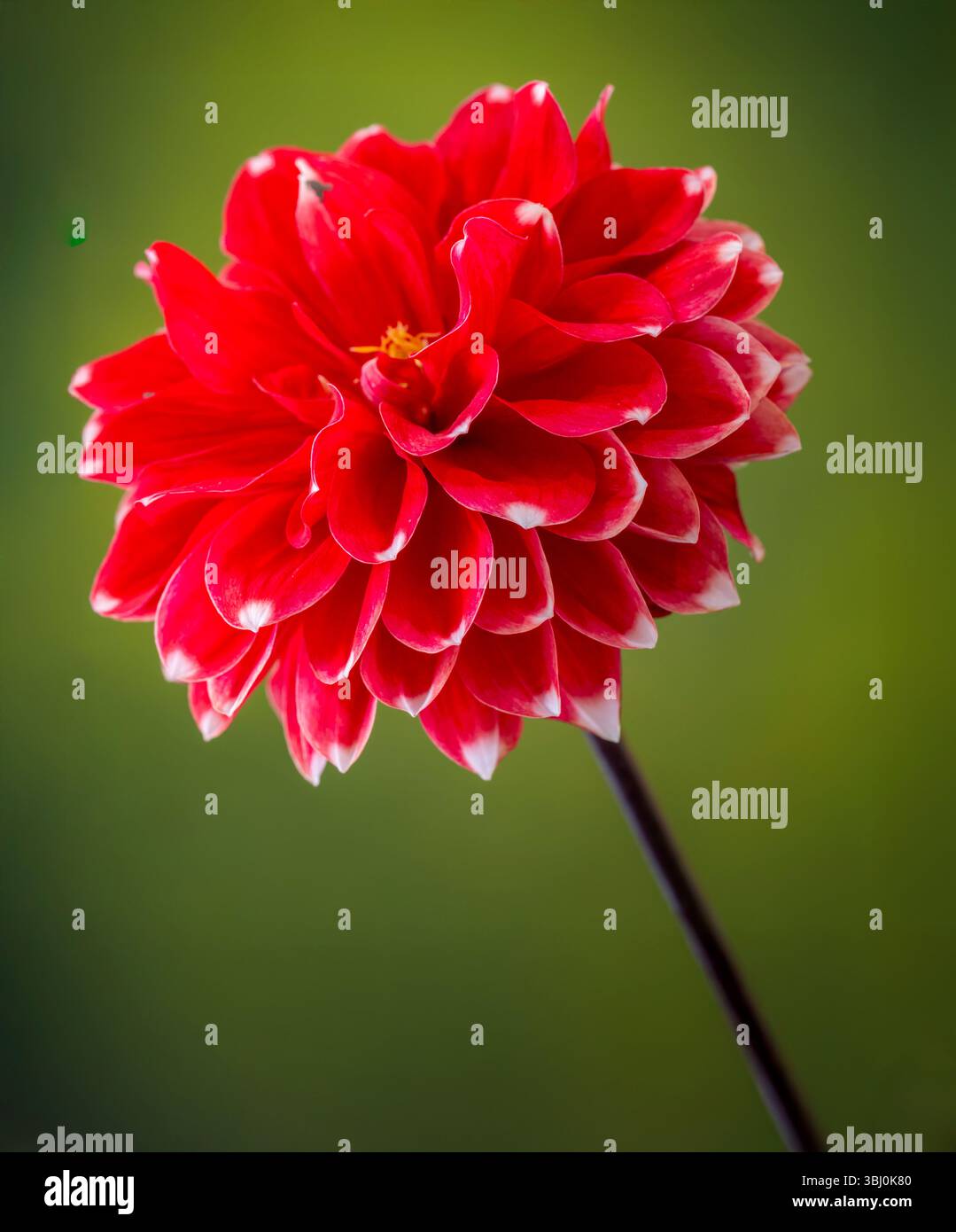 A beautiful red Pom Pom Dahlia flower, photographed against a green ...