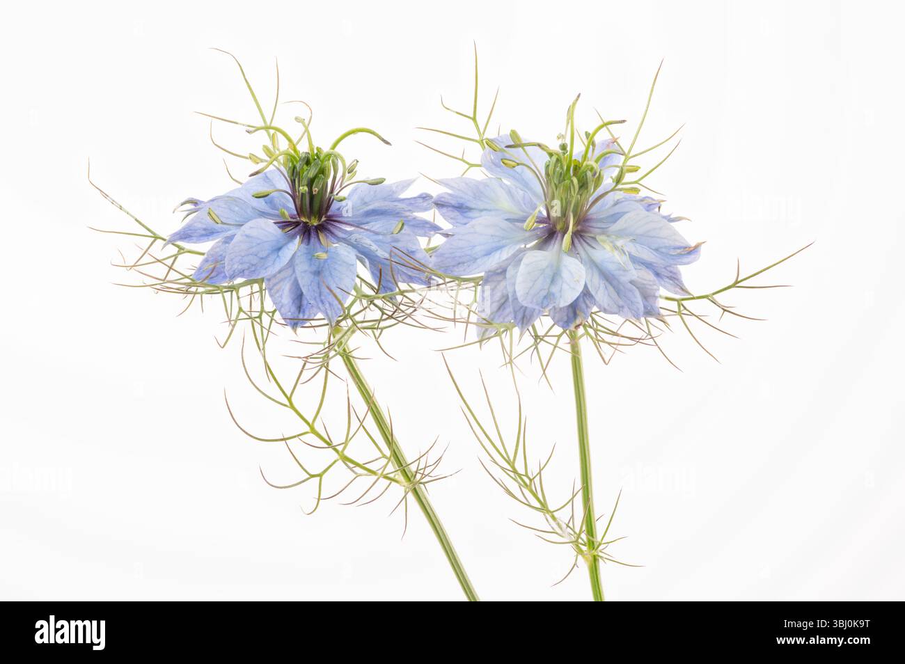A beautiful pair of Love-In-A-Mist flowers, (also known as Nigella ...
