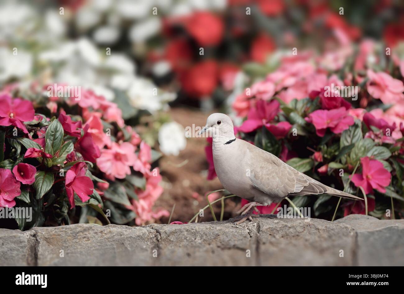 Eurasian collared dove in flower garden, Santana, Madeira Stock Photo ...