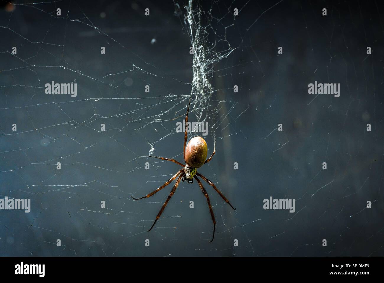 Halloween pattern spider web hi-res stock photography and images - Alamy