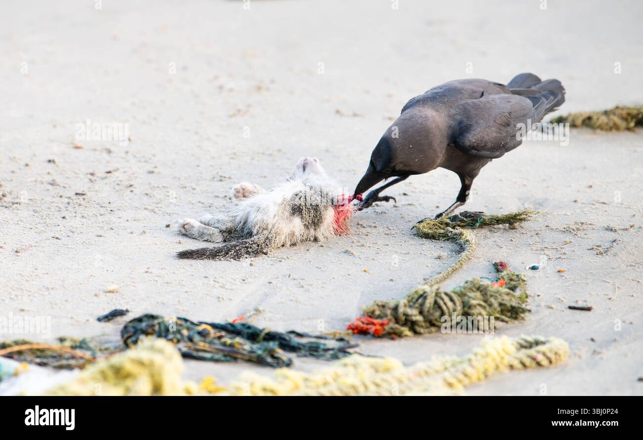 Black raven or crow bird is eating a dead cat on the beach, carcass ...