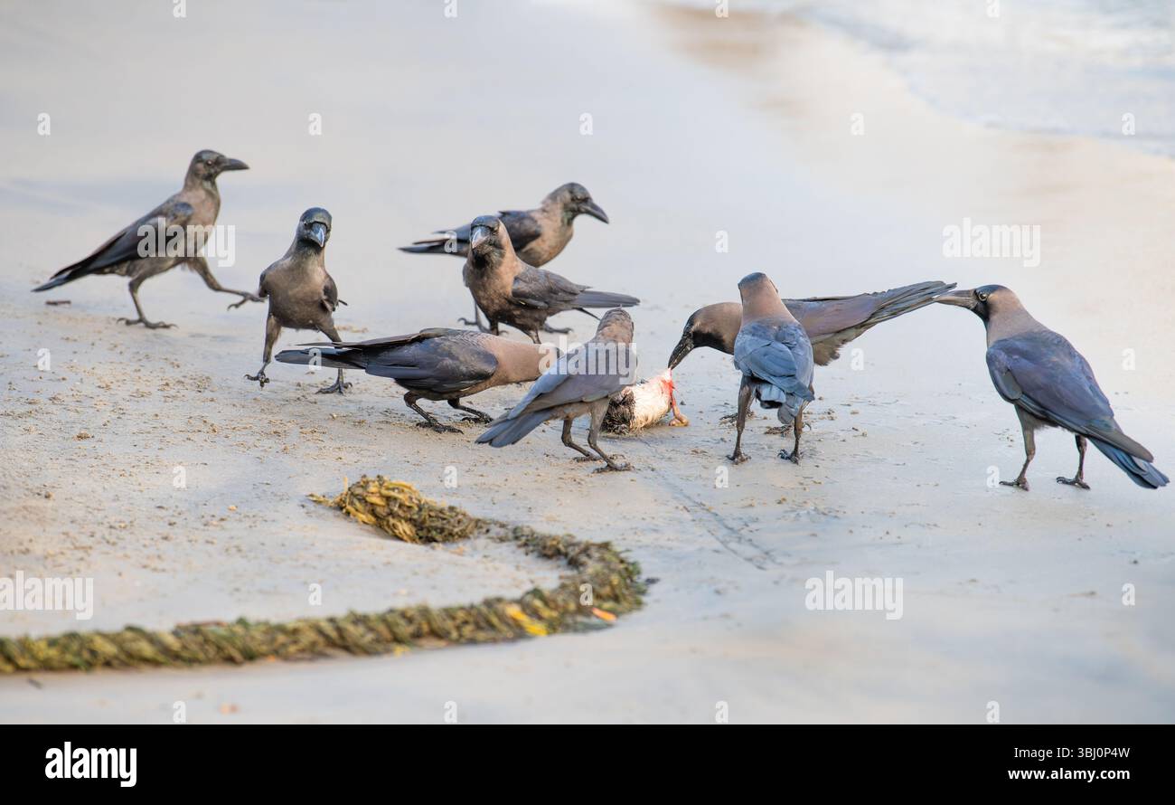 Black raven or crow bird is eating a dead cat on the beach, carcass ...