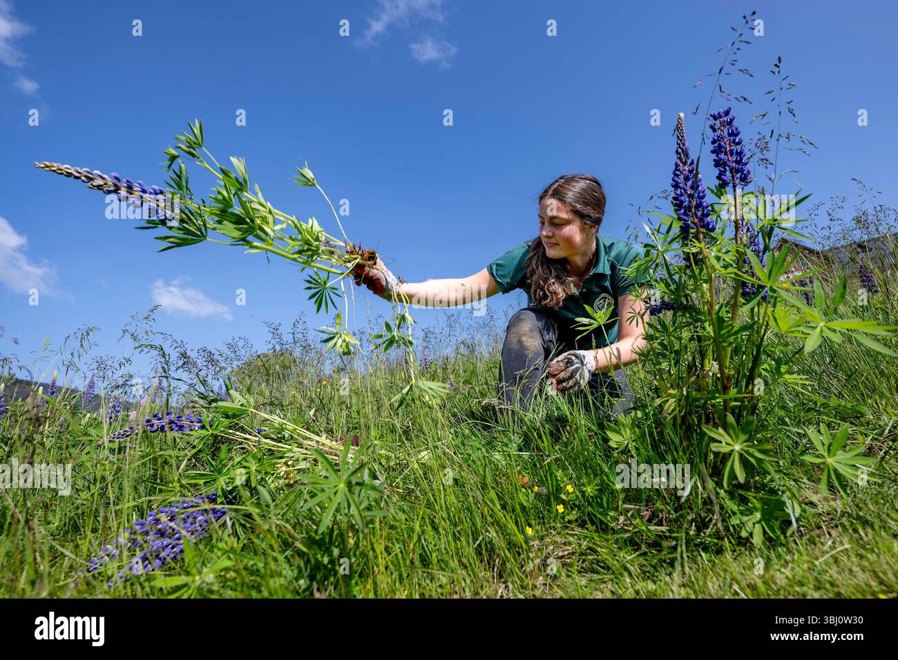 Lupine multiflora, invasive plant that can crowd native species out of ...