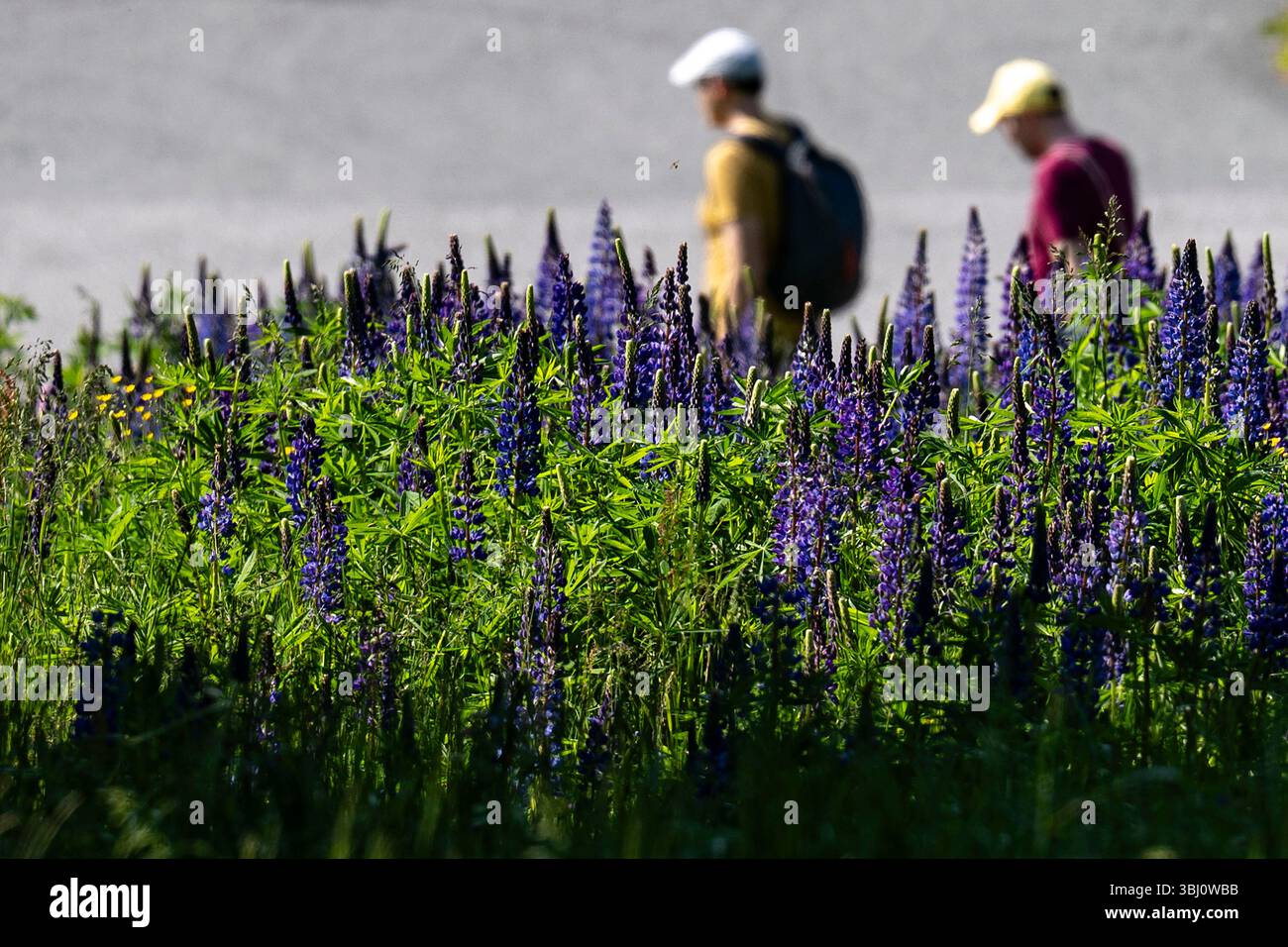 Pec Pod Snezkou, Czech Republic. 12th June, 2025. Lupine multiflora ...