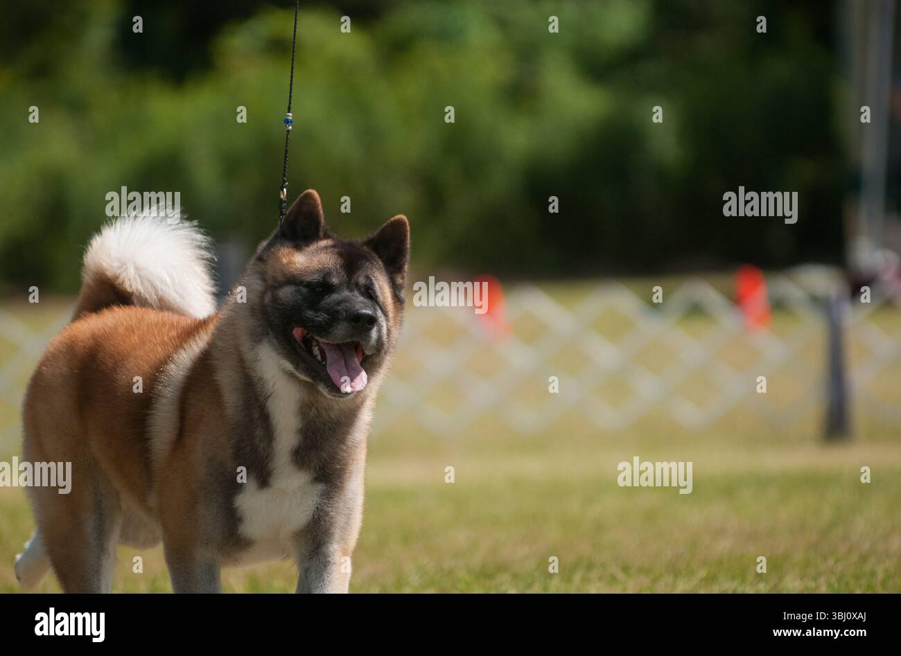 Akita in open space hi-res stock photography and images - Alamy
