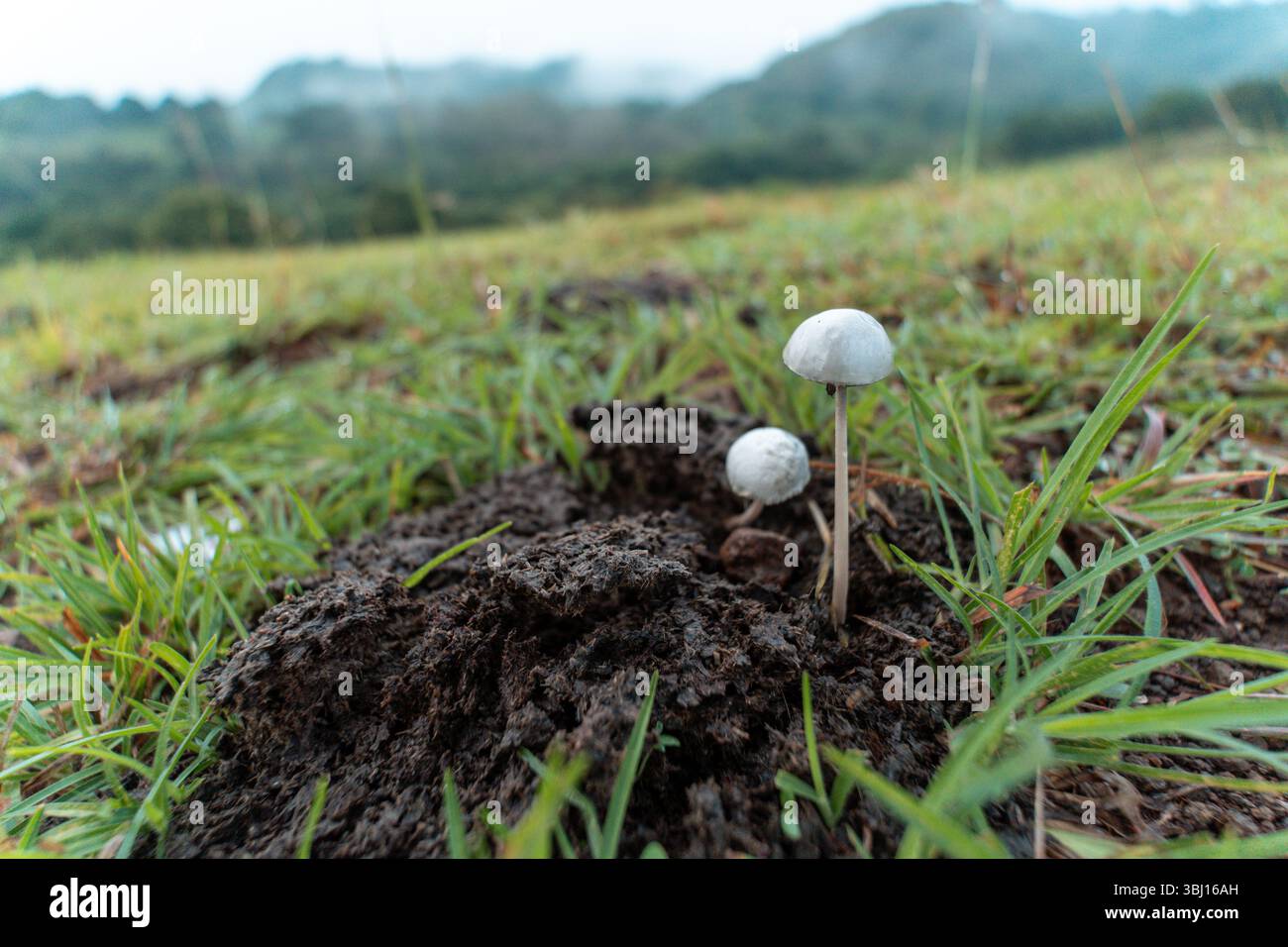 Close-up of small white mushrooms growing on cow dung in a grassy field ...
