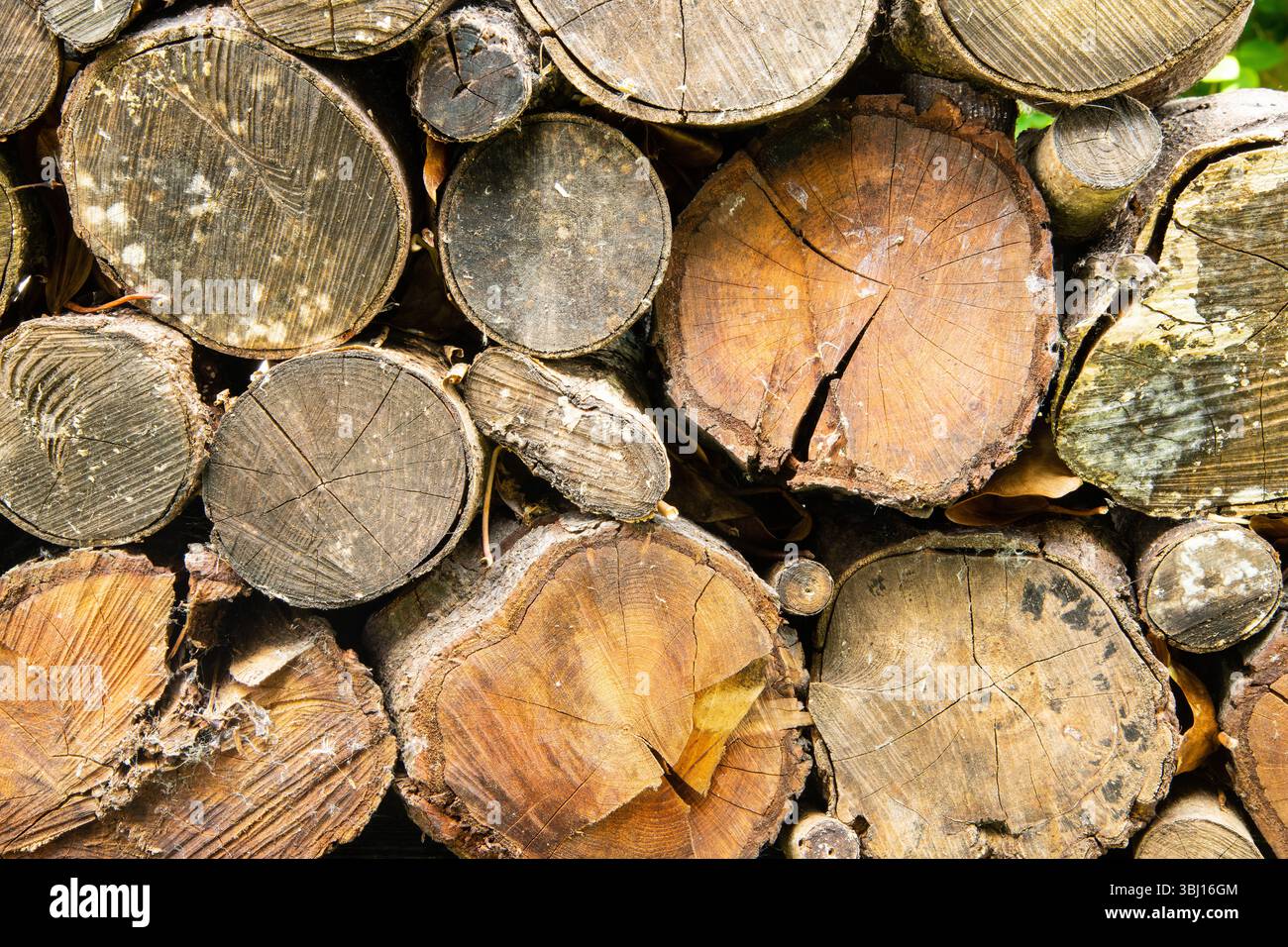 Rustic log ends filling the frame, showcasing natural wood grain and ...